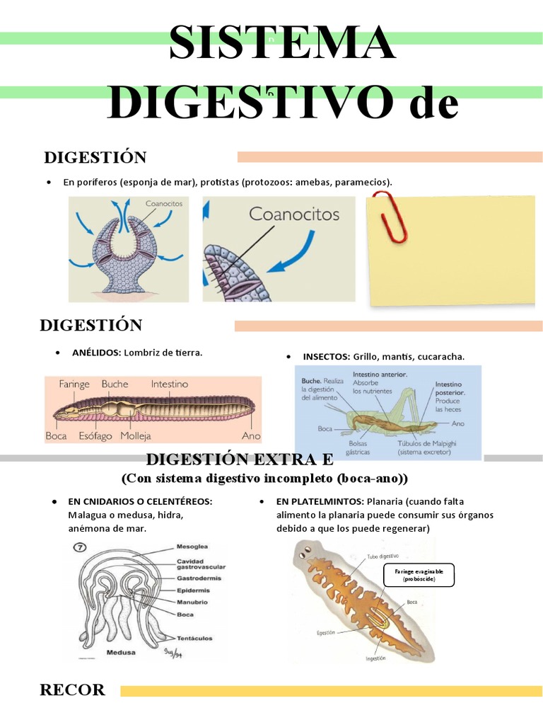 Biologia S.d.animal | PDF | Hogar, jardinería y bricolaje | Salud y ...