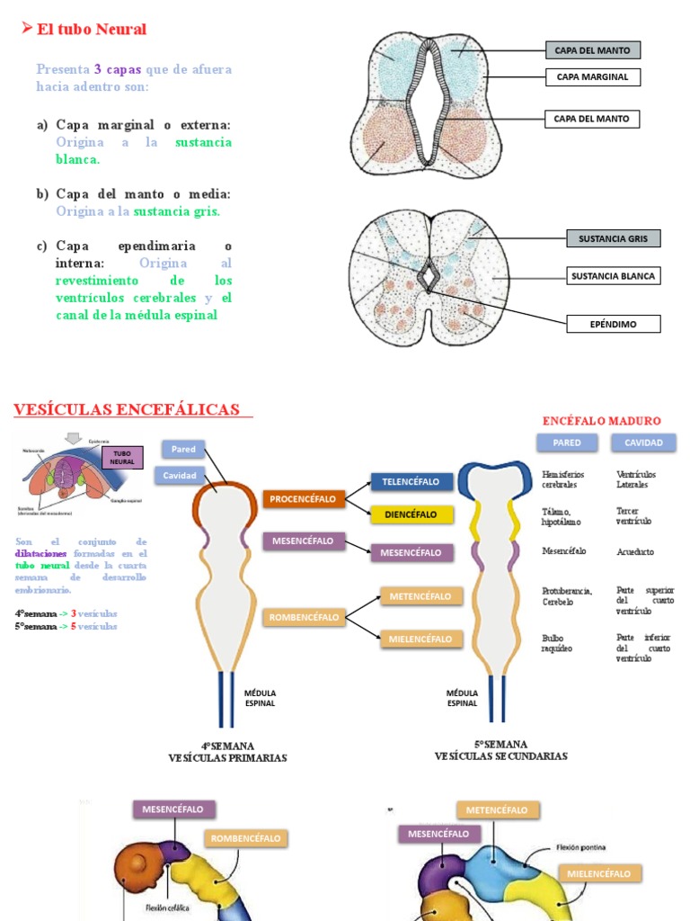 Desarrollo Del Tubo Neural | PDF | Órgano (anatomía) | Neurociencia