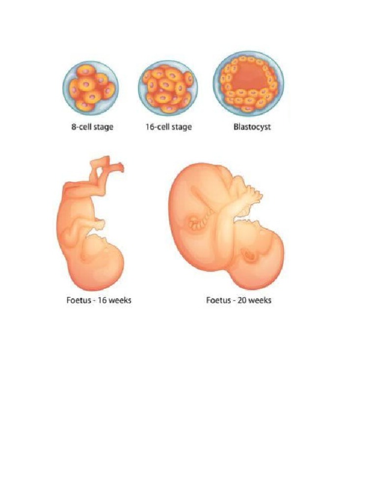 Etapas Embrionarias | PDF