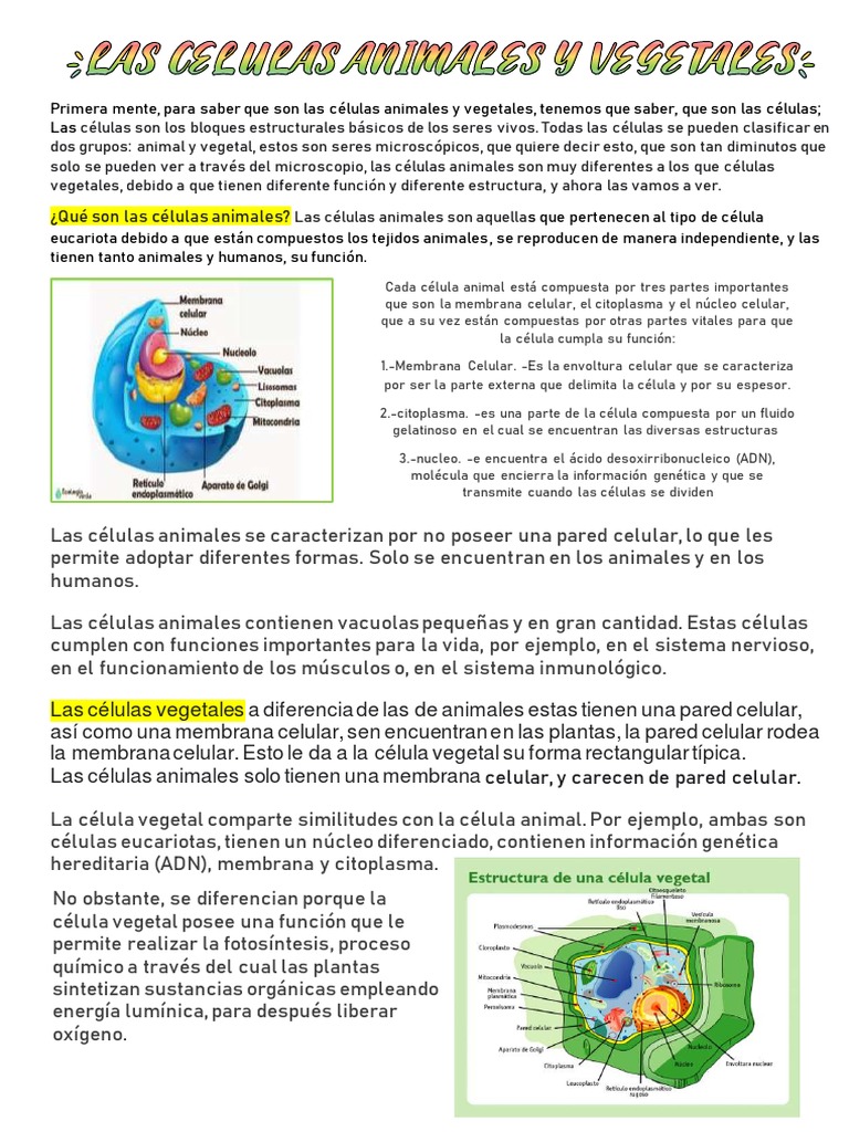 Articulo de Las Celulas Animales y Vegetales | PDF | Biología Celular ...