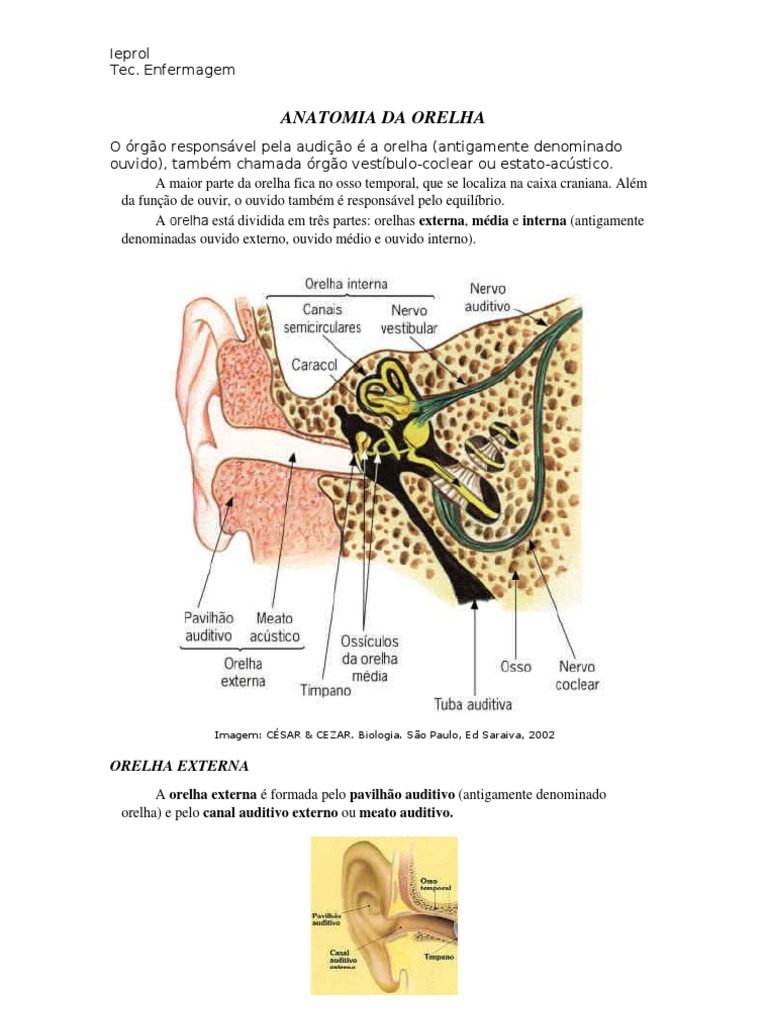 Anatomia Da Orelha | PDF | Orelha | Cabeça e pescoço humano