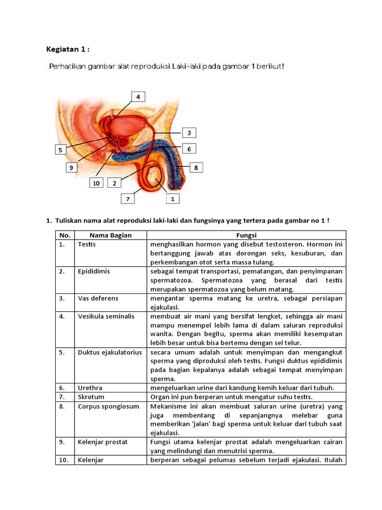 Alat Reproduksi Pria dan Fungsinya | PDF