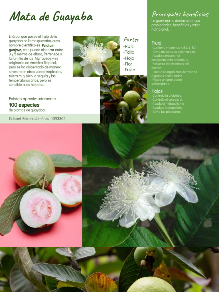 Investigación Mata de Guayaba (Crisbel Estrella Jiménez, 1093362) | PDF