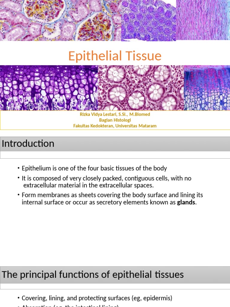 Epithelial Tissue Types and Functions | PDF | Epithelium | Tissue (Biology)