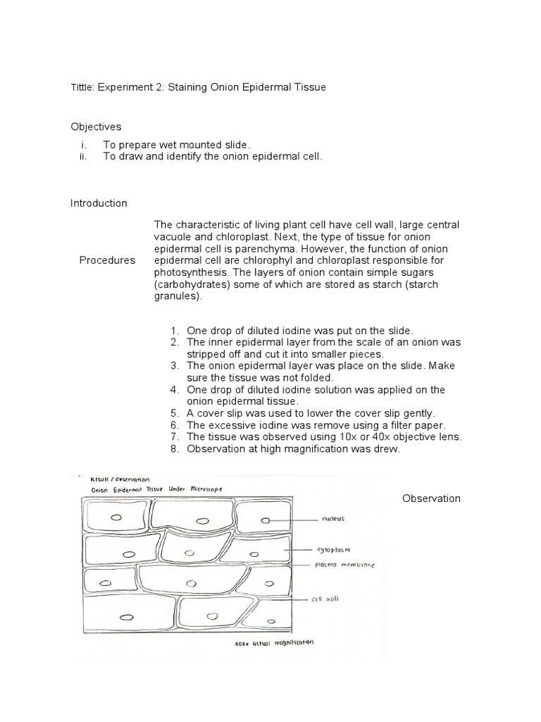 Lab Report Bio Exp2 | PDF | Cell (Biology) | Tissue (Biology)