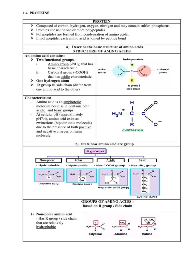 Amino Acids and Protein Structure | PDF