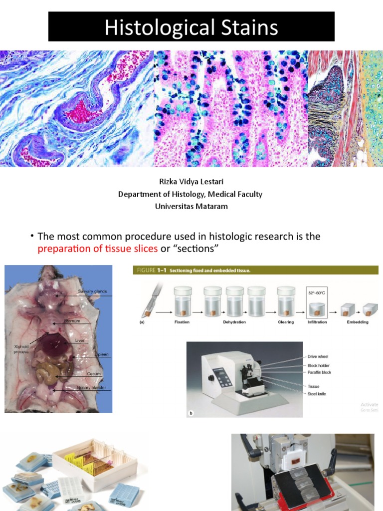 Histological Stains and Techniques Guide | PDF | Staining | Histology