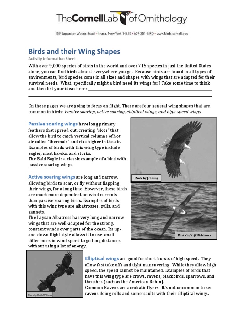 Bird Wing Types Handout | PDF | Birds | Ornithology