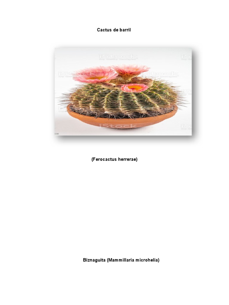 Cactus para Imprimir | PDF