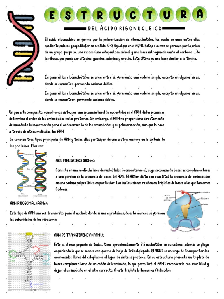 Estructura Del ARN | PDF | Rna | Adn