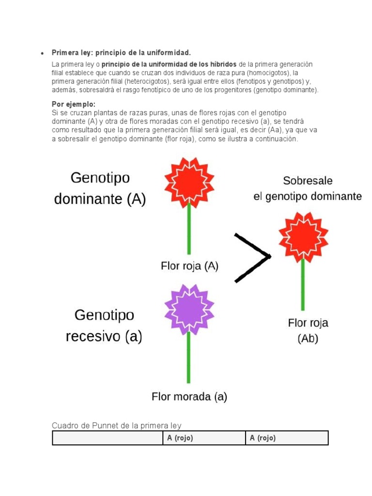 RESUMEN Leyes de Mendel | PDF | Dominancia (Genética) | Ciencias de la vida