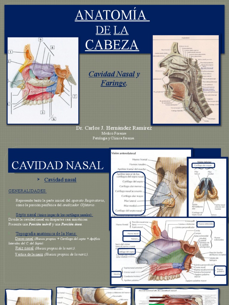 UNIDAD II - CABEZA (Cavidad Nasal y Faringe & Boca, Paladar y Lengua ...