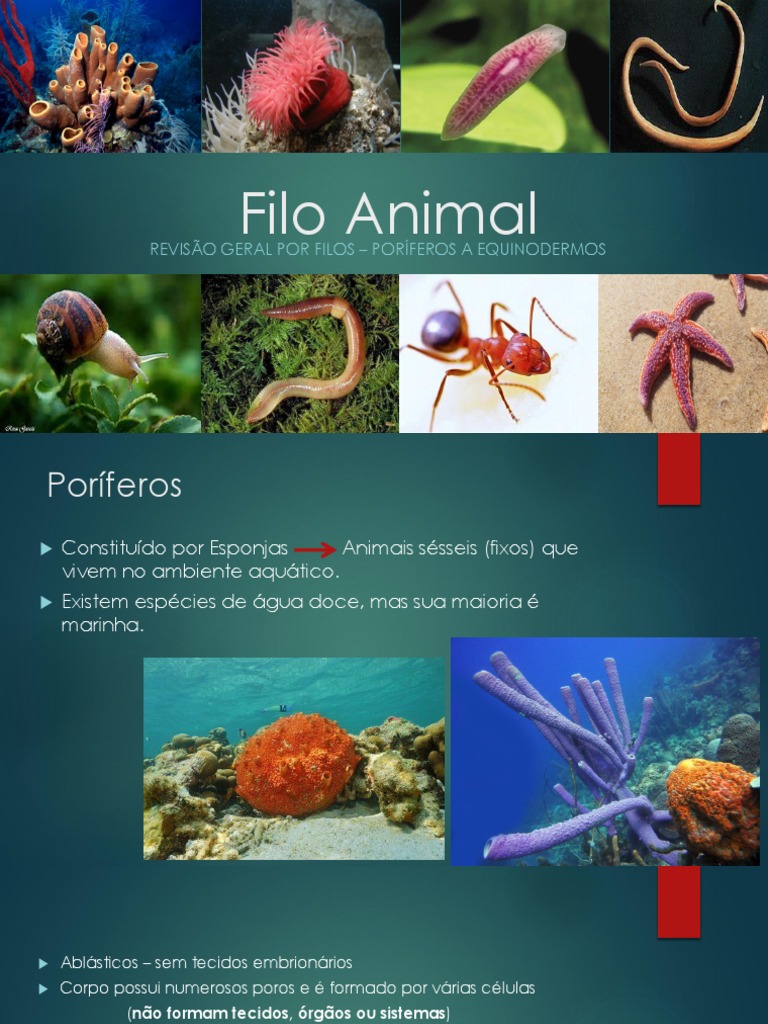 Revisão dos Filos Animais desde Poríferos a Equinodermos | PDF ...