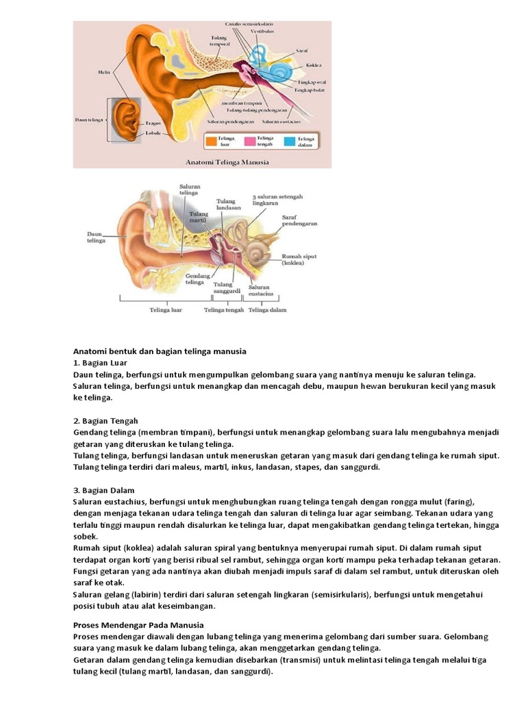 Anatomi Bentuk Dan Bagian Telinga Dan Hidung Manusia | PDF