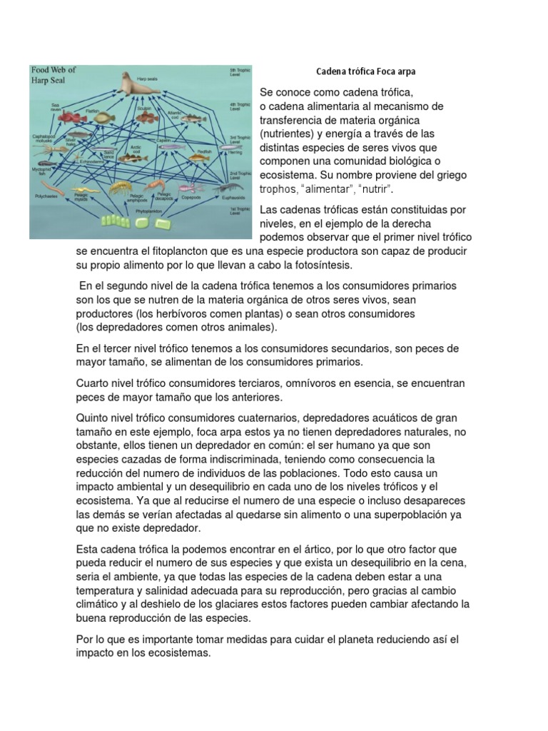 Cadena Trofica Foca | PDF | Red alimentaria | Biogeoquímica