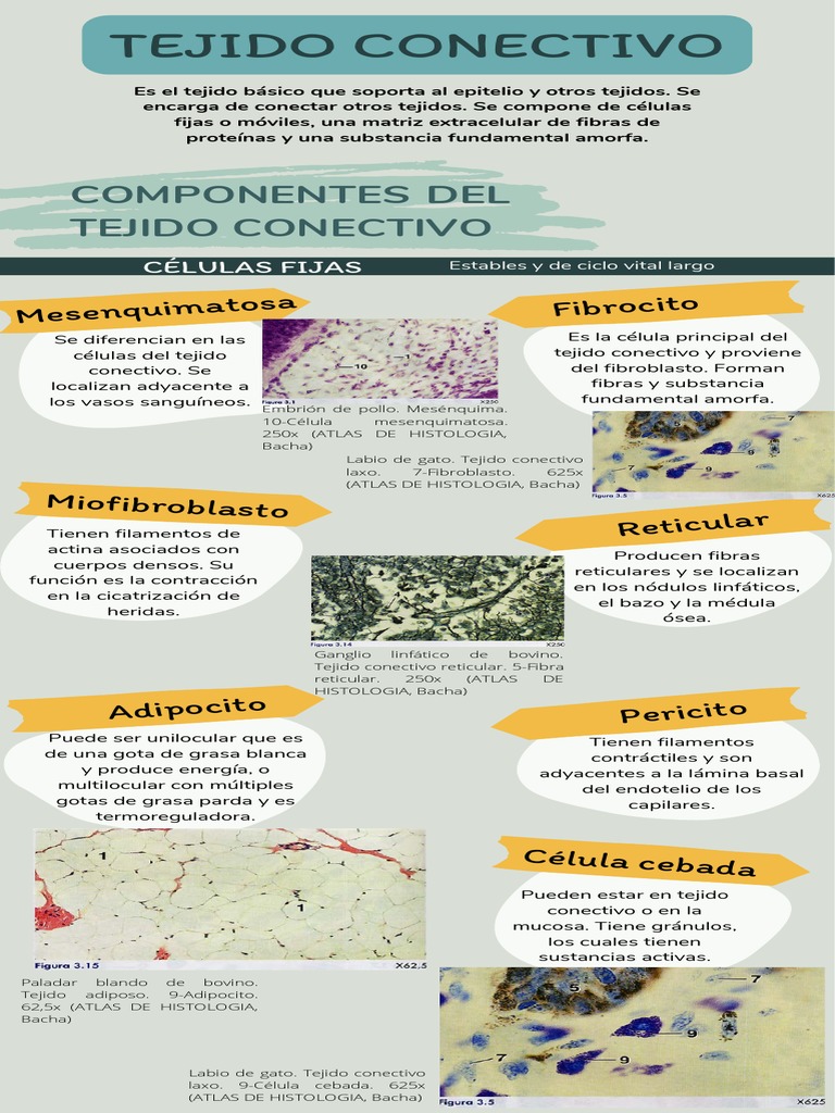 Infografía - Tejido Conectivo | PDF | Tejido conectivo | Cartílago