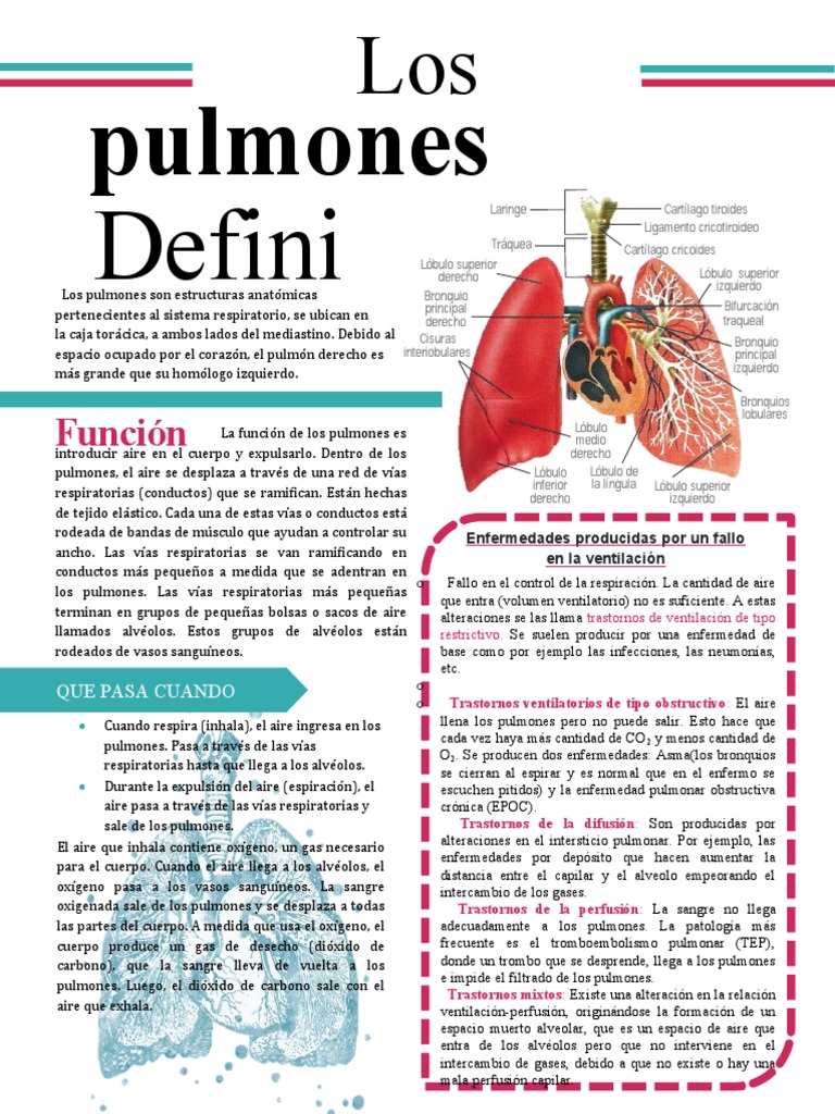 La anatomía y función de los pulmones | PDF | Pulmón | Sistema respiratorio