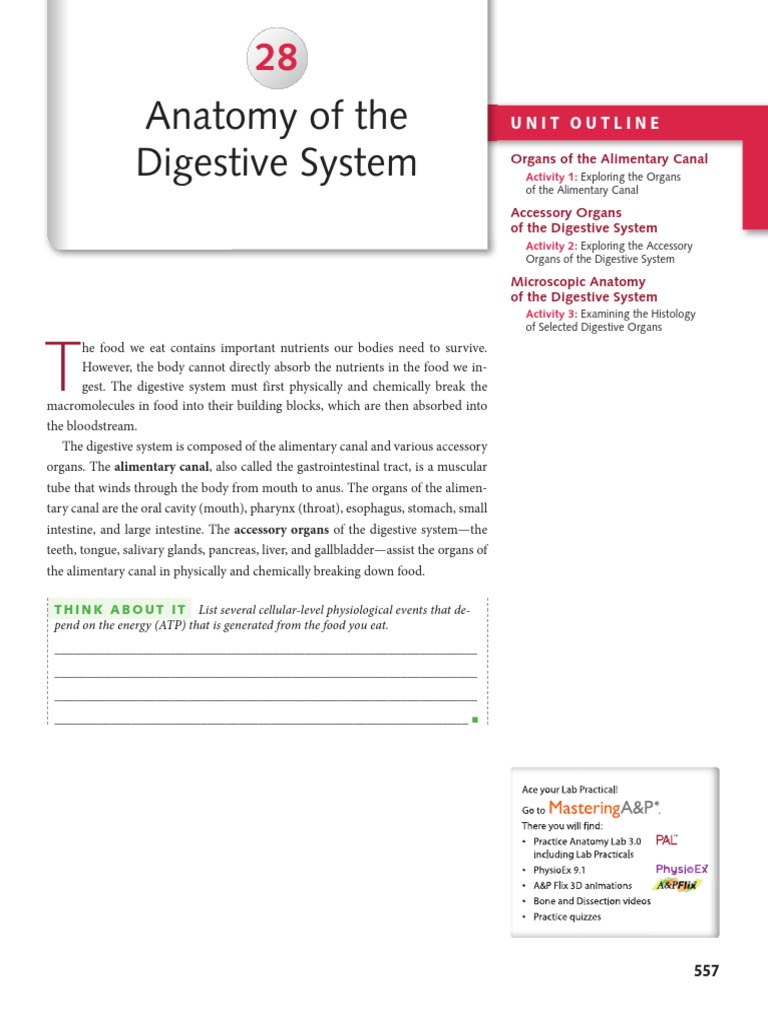 OHAP 11 Lab Worksheet Digestive System | PDF