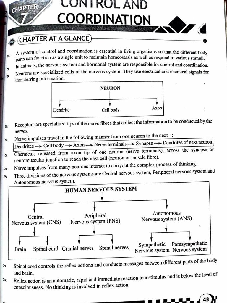 Control and Coordination PDF | PDF | Nervous System | Neuron