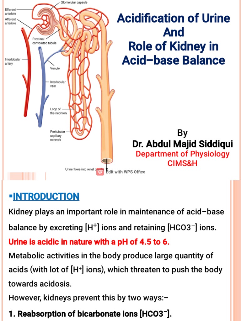 Acidification of Urine | PDF | Kidney | Chemistry