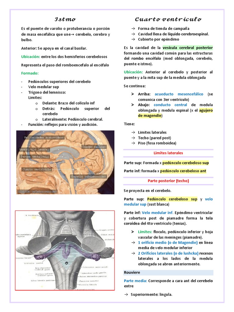 8.1. Istmo y Cuarto Ventriculo | PDF | Cerebelo | Médula espinal