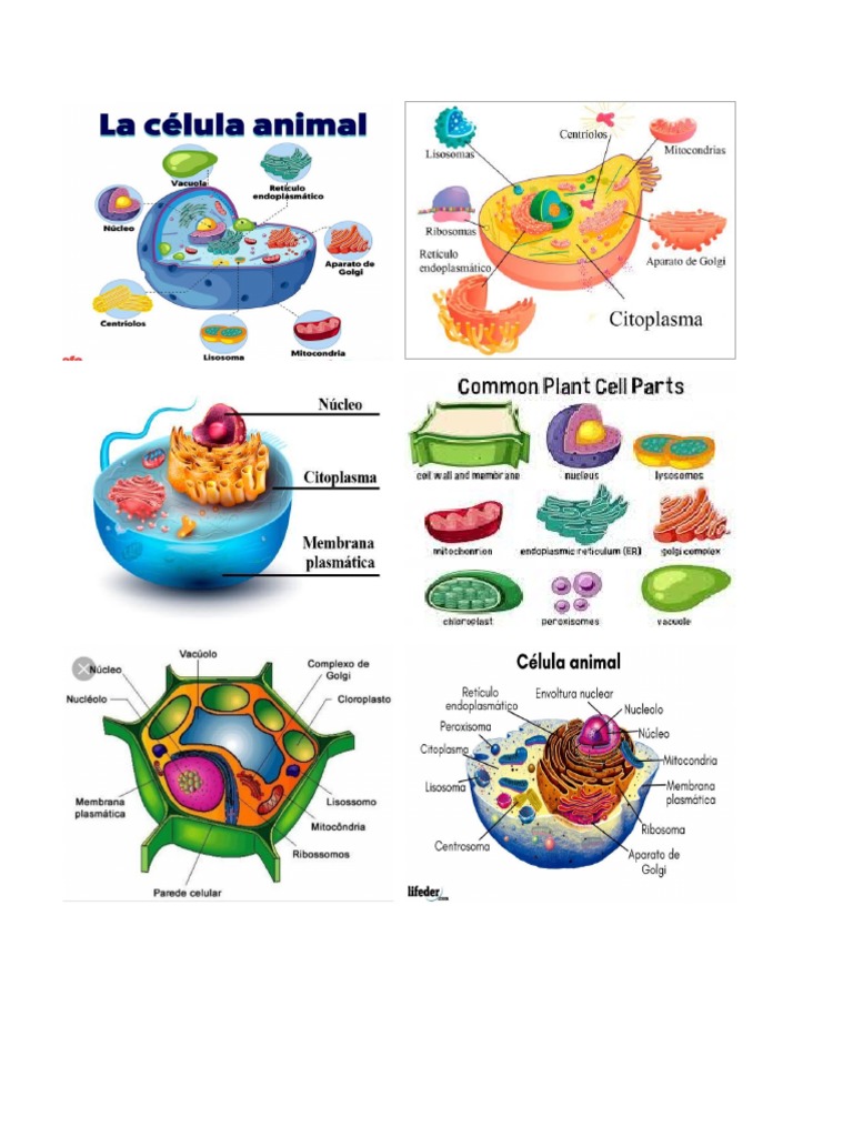 Celula Animal y Vegetal | PDF