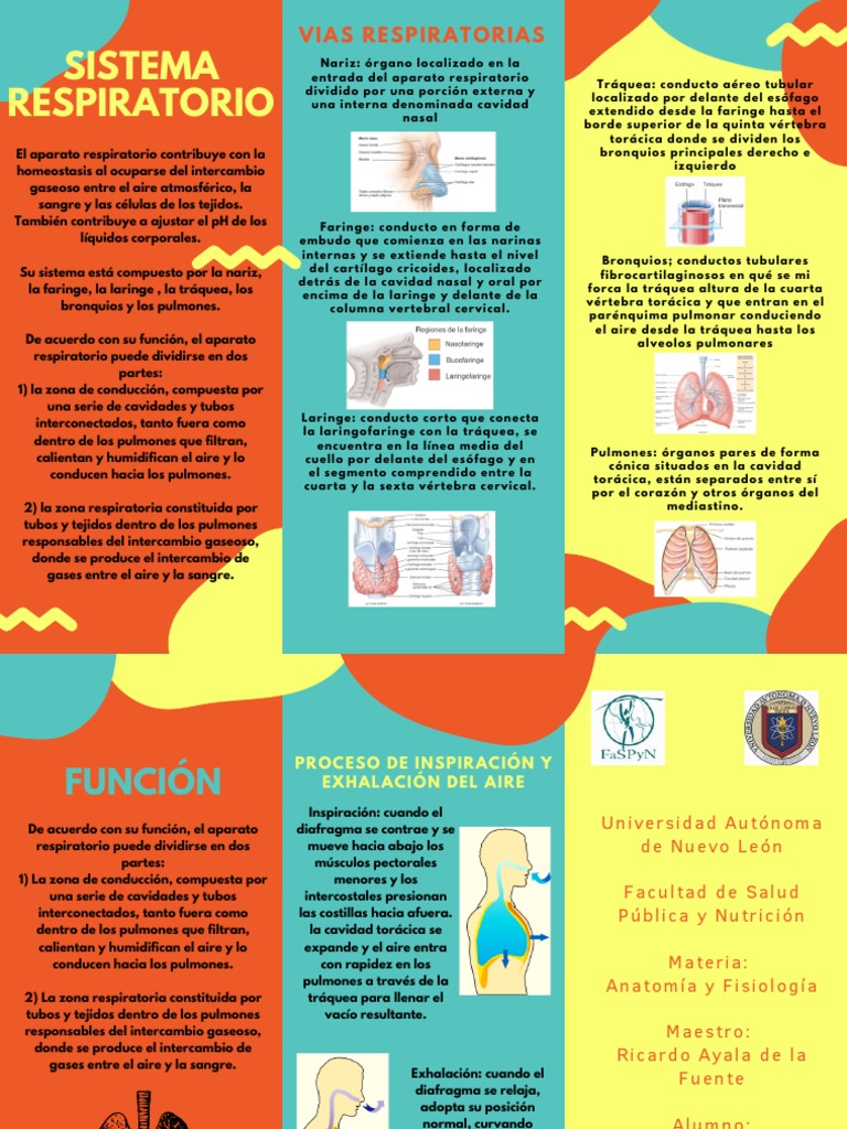 Tríptico - Anatomía y Fisiología - 102 | PDF | Pulmón | Sistema respiratorio