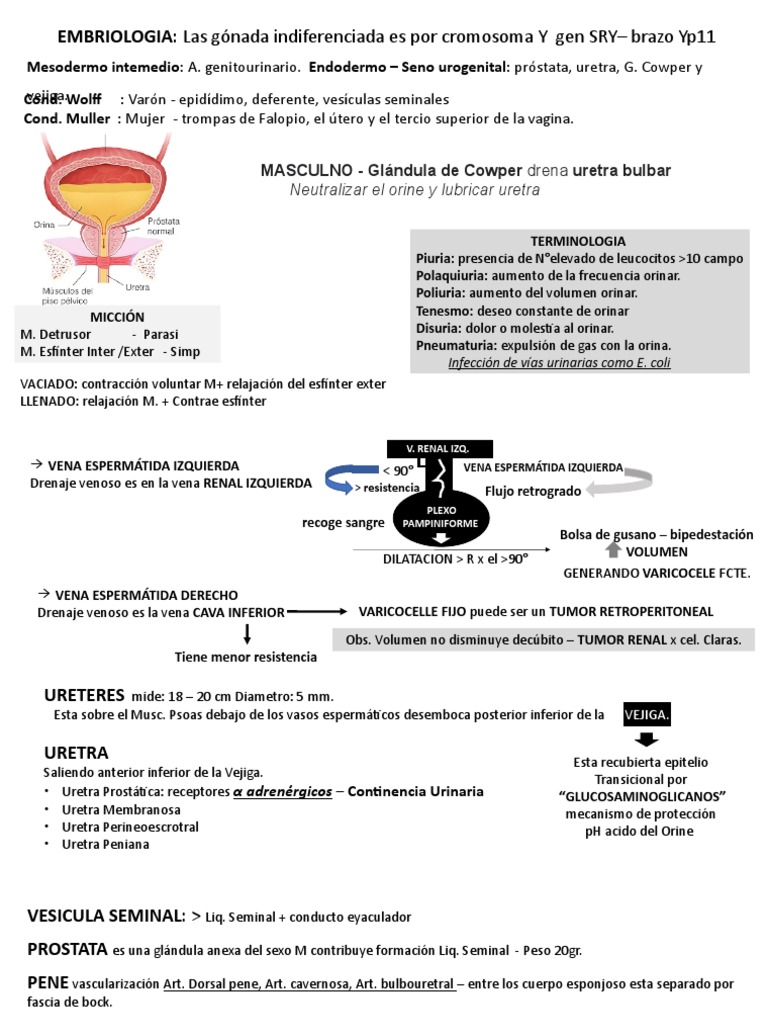 Anatomia Itu Tuberculosis Genital | PDF | Vejiga urinaria | Infección ...