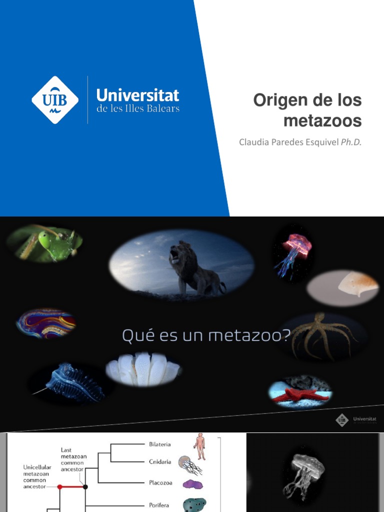 Origen y características de los metazoos | PDF | Esponja | Biología