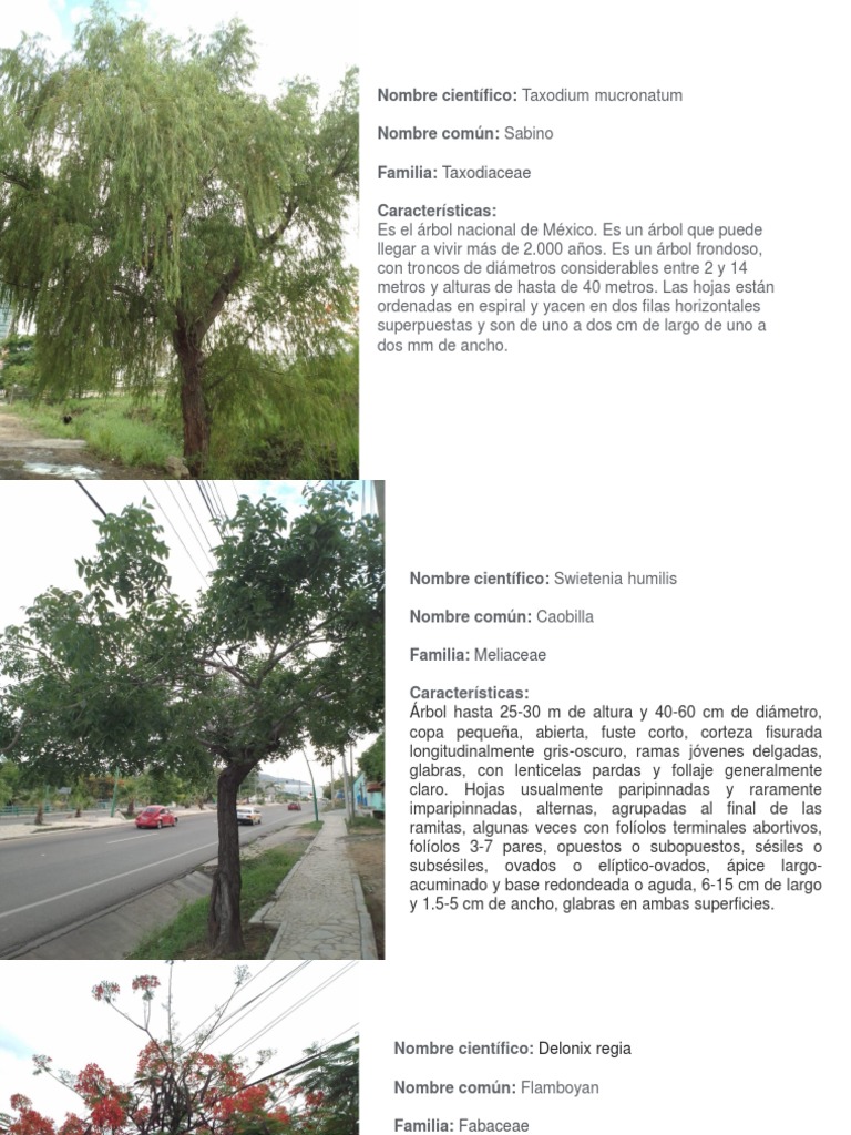 Características del árbol caobilla y sabino | PDF | Hoja | Arboles