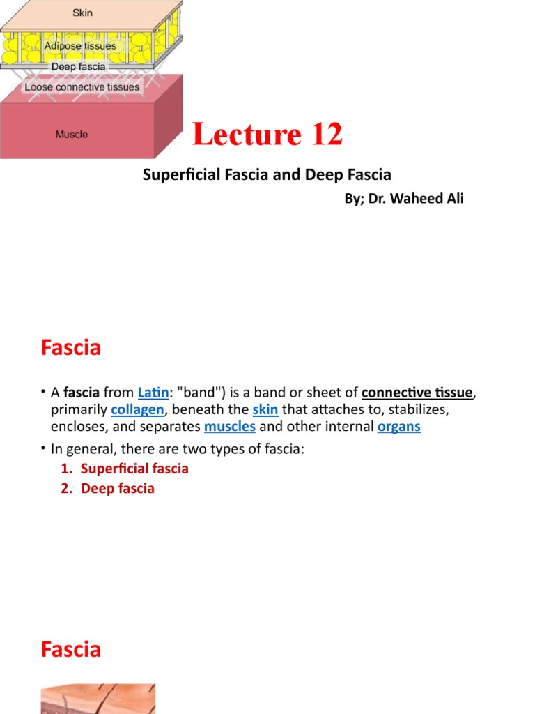 Lecture 12 Superficial Fascia and Deep Fascia | PDF