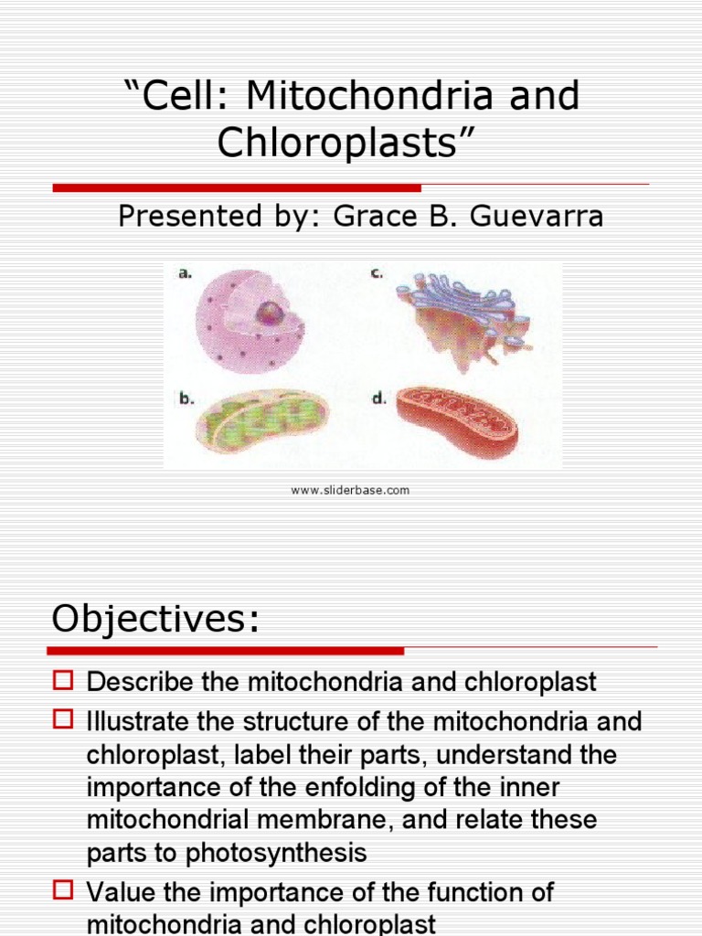 Mitochondria Structure for Grade 11 | PDF | Chloroplast | Mitochondrion