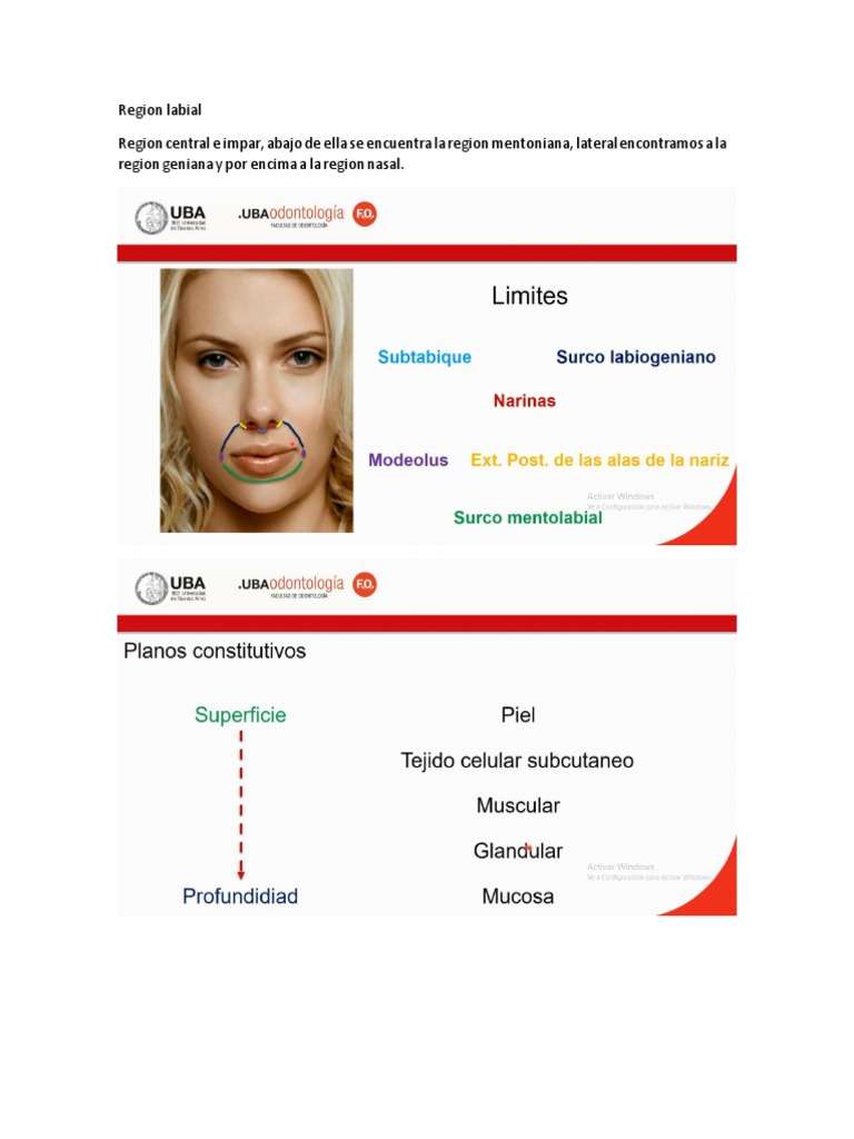 Region Labial | PDF