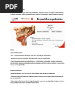 1 Region Superciliar | PDF | Cráneo | Anatomía humana