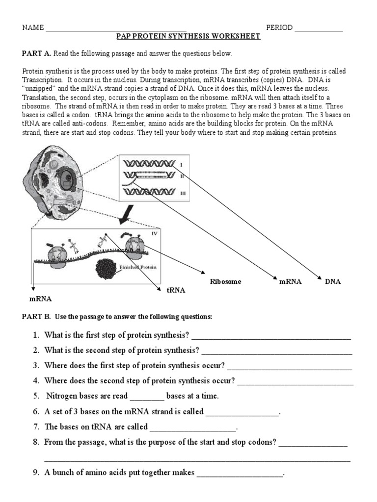 Protein Synthesis Worksheet | PDF | Science & Mathematics | Computers