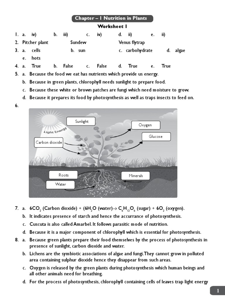 AP Science 7 Answer | PDF | Digestion | Human Digestive System