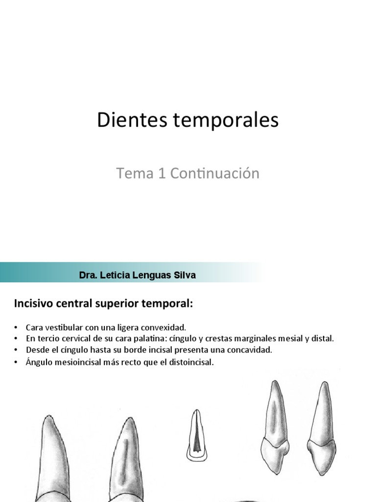 Anatomía de Incisivos Temporales | PDF | Odontología | Diente