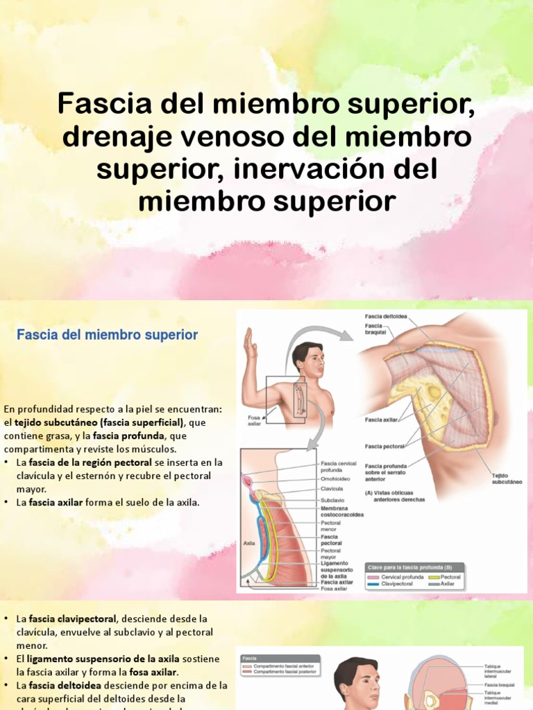 Fascia Del Miembro Superior, Drenaje Venoso Del Miembro Superior ... Fascia Del Miembro Superior, Drenaje Venoso Del Miembro Superior ...