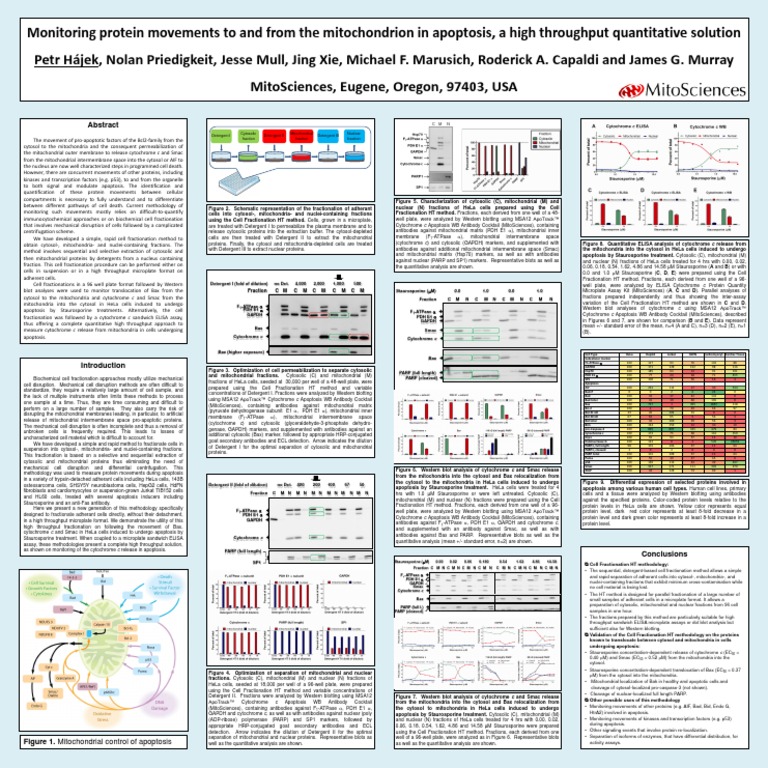 Keystone Poster | PDF | Apoptosis | Mitochondrion