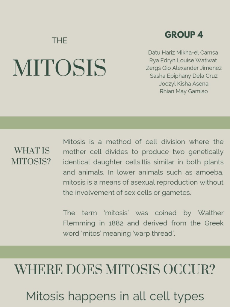 MITOSIS | PDF | Mitosis | Biology