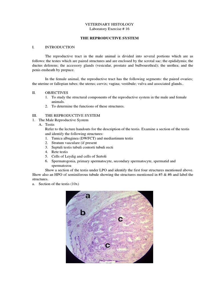 Ex16-Repro-Sys-Histology-lab | PDF