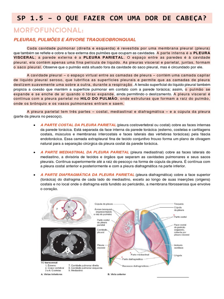 SP 1.5 Resumo Morfo | PDF