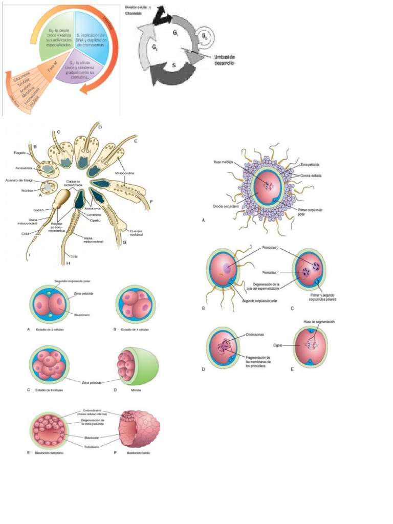 IMAGENES DE EMBRIOLOGIA | PDF