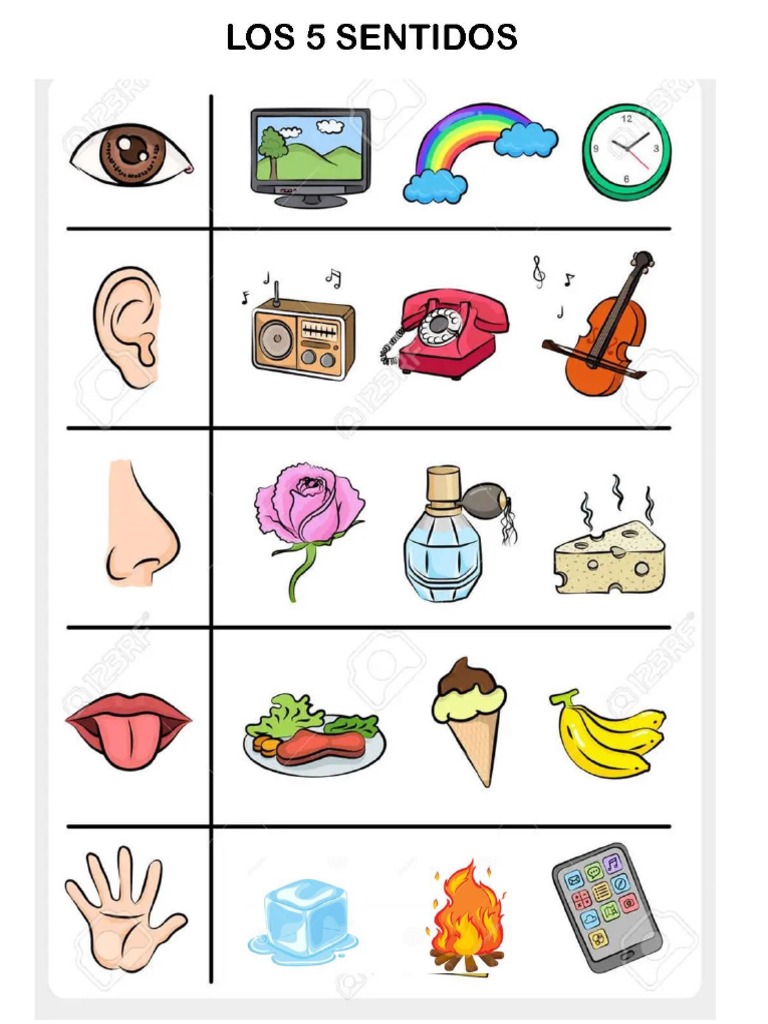 Los 5 Sentidos en Imagenes | PDF