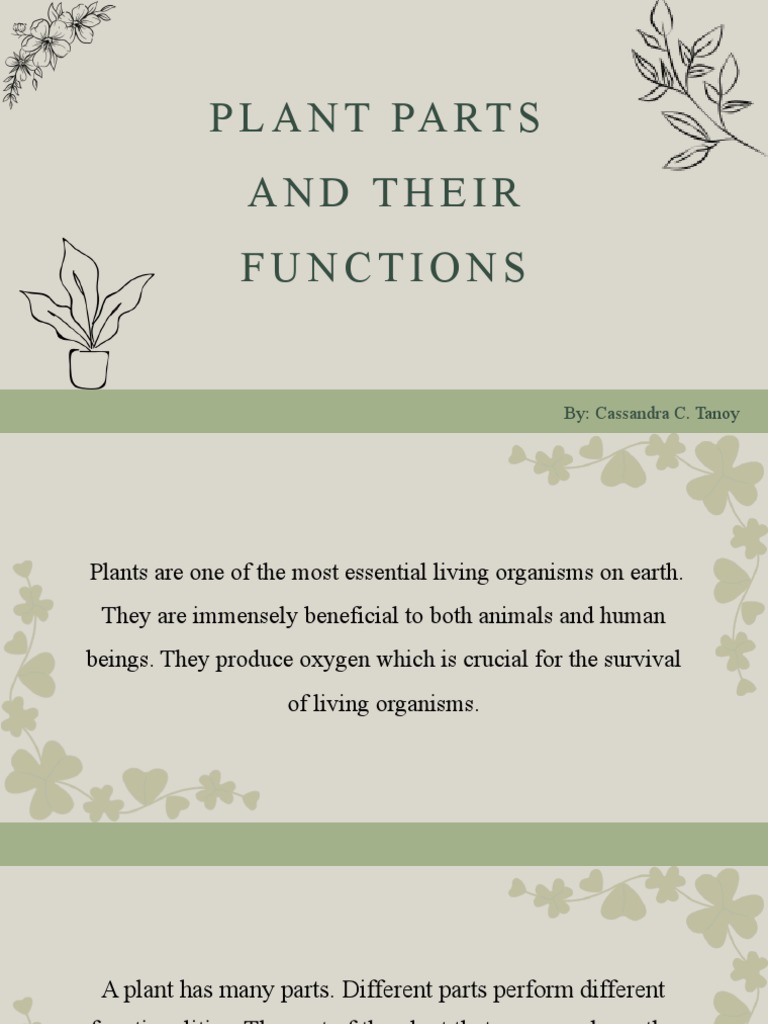 Plant Parts and Functions and Latest Trends in Agriculture | PDF | Leaf ...