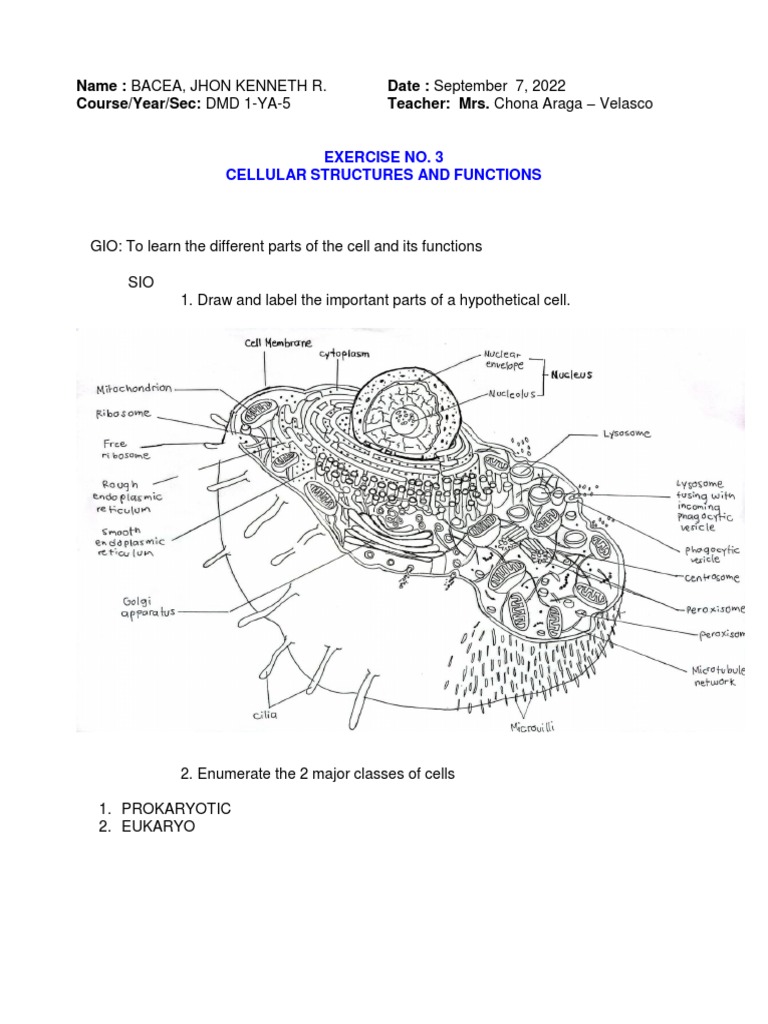 Cell Lab Exercises Download Free Pdf Cell Biology Cytoplasm
