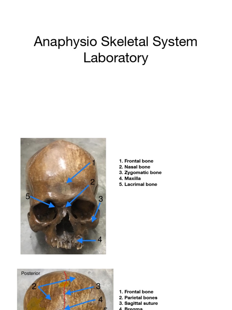 Anaphysio Skeletal System Overview | PDF | Vertebra | Limbs (Anatomy)