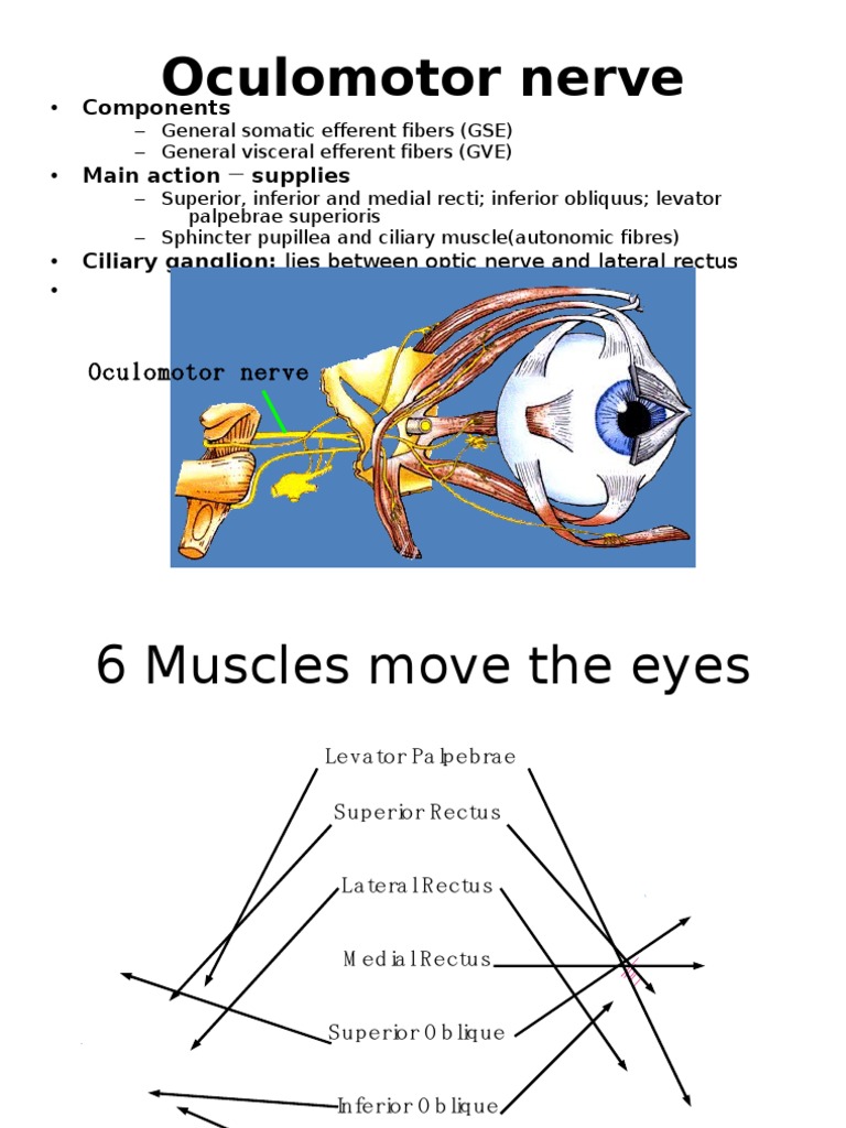 Occulomotor Nerve | PDF | Vision | Ophthalmology