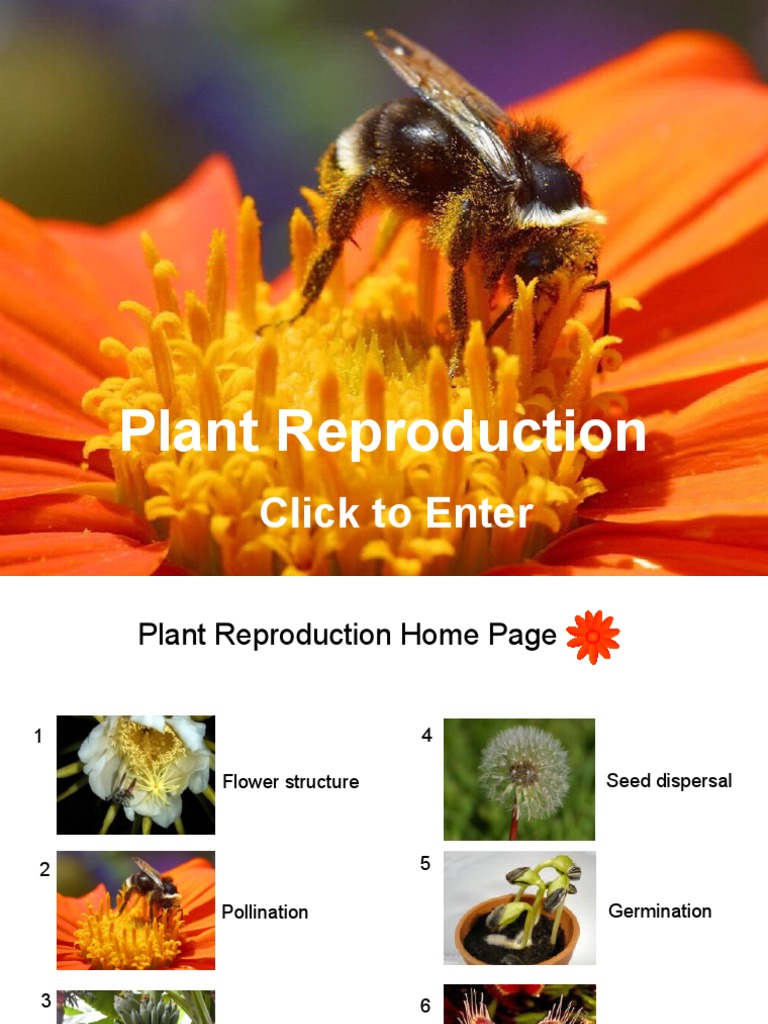Plant Reproduction and Flower Anatomy | PDF | Flowers | Pollination