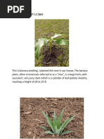 12 Field Guide - Philippine Beach Forest Species | PDF | Plants | Botany